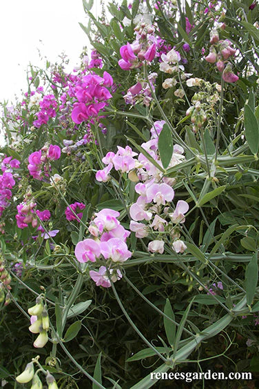 Sweet Pea Orchids Ibis And Orchid Design RETIRED Sweet Pea Bonded